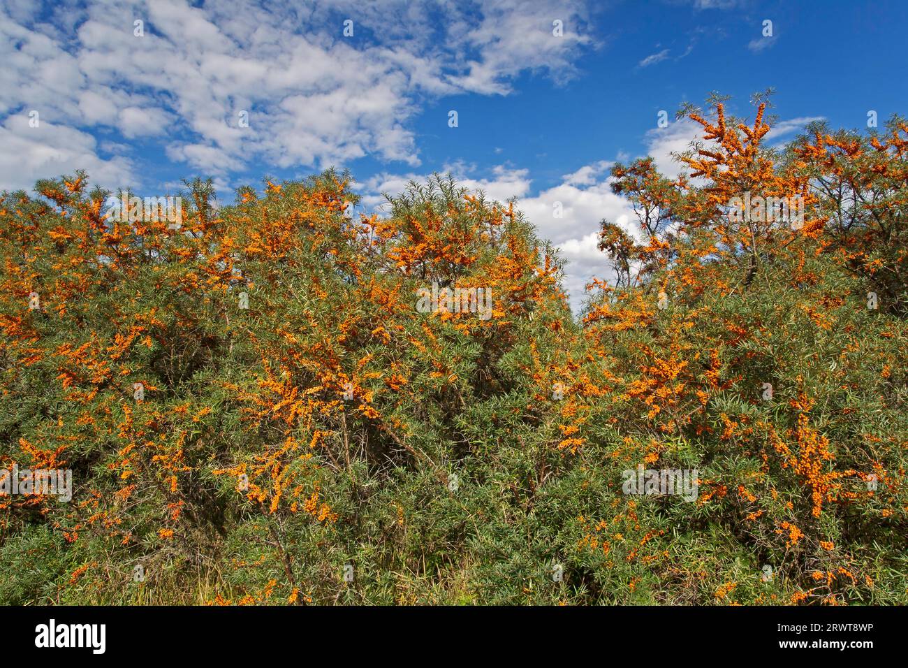Common buckthorn (Hippophae rhamnoides) originally comes from Nepal and ...