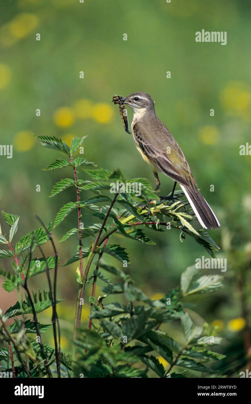 Yellow Wagtail adult female with captured dragonfly (Western Yellow ...