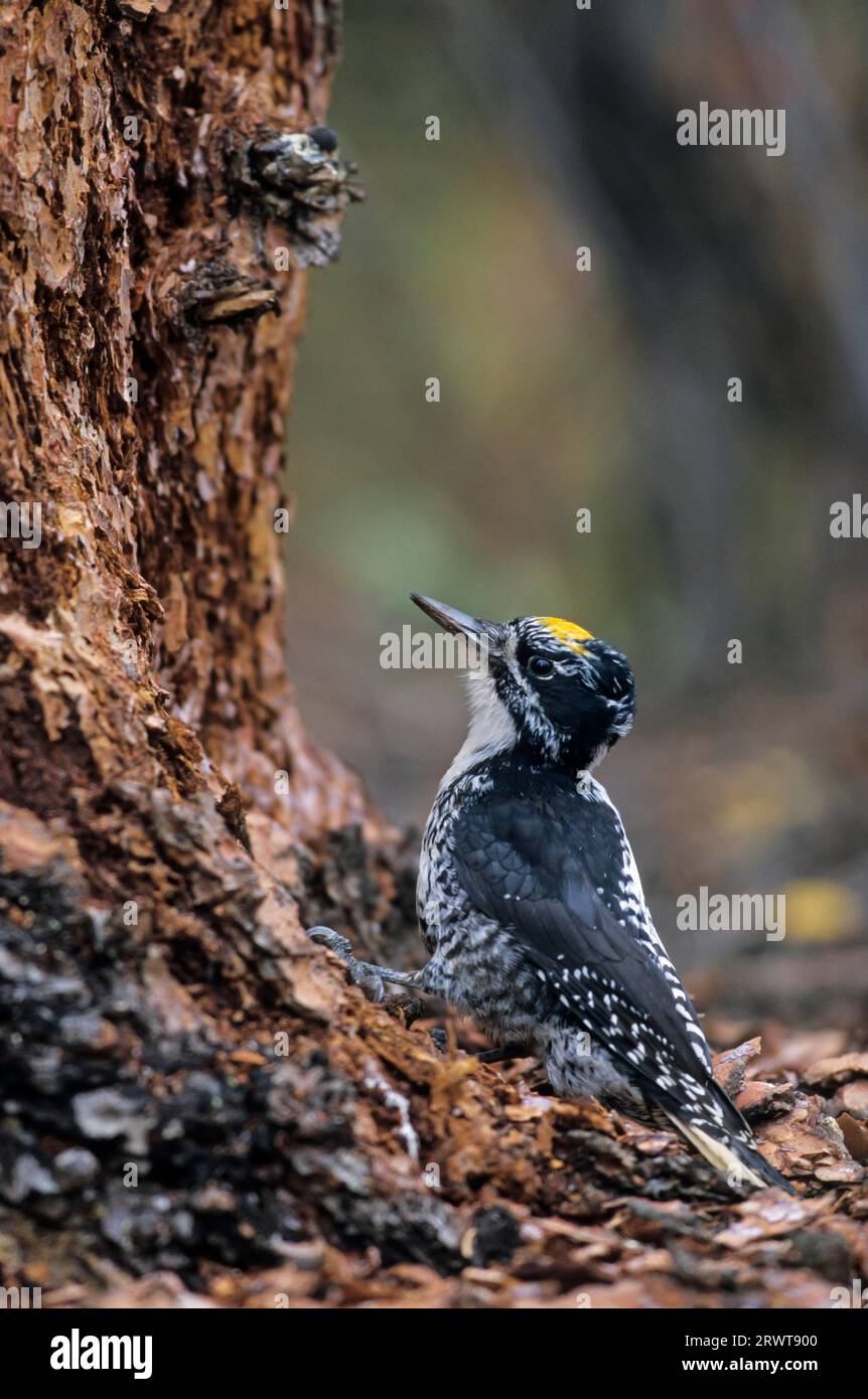 Three-toed Woodpecker (Picoides tridactylus) male adult foraging at the ...