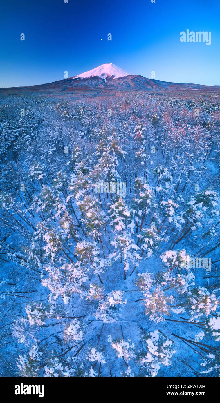 Sea of Trees with Fresh Snow and Morning Red Fuji and Moon Stock Photo ...