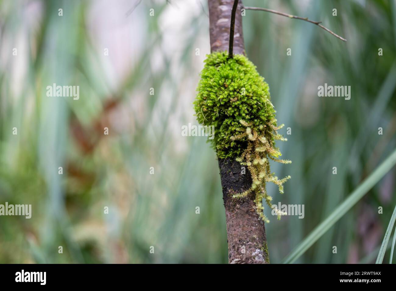 trees in the tasmanian bush in spring Stock Photo - Alamy