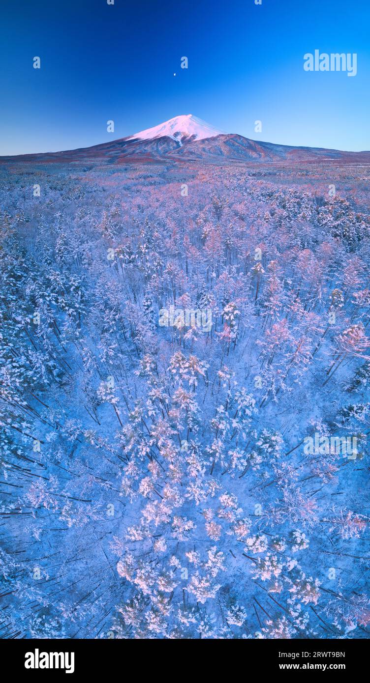 Sea of Trees with Fresh Snow and Morning Red Fuji and Moon Stock Photo ...