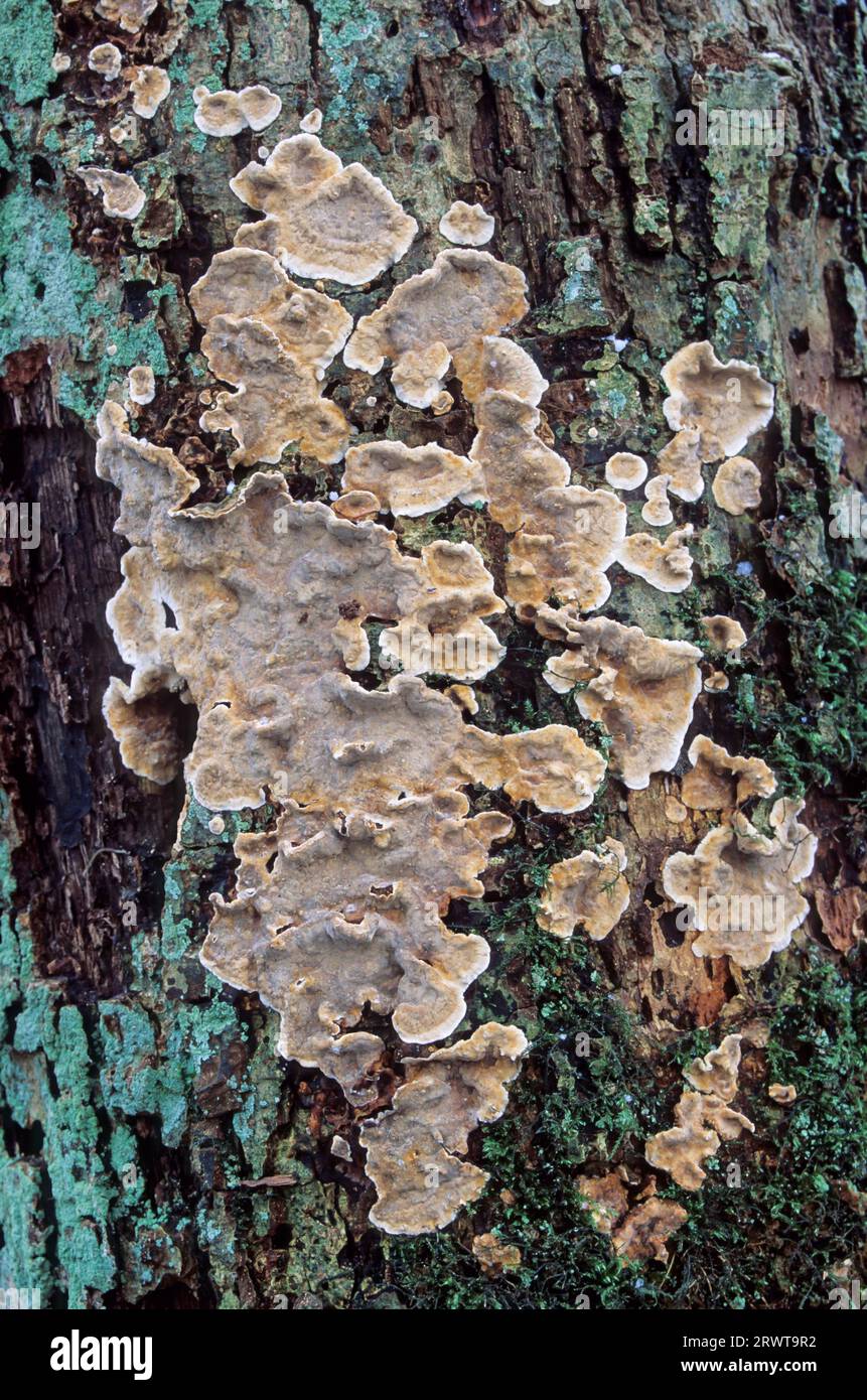 Bleeding oak crust (Stereum gausapatum) reddens at rubbing and during ...