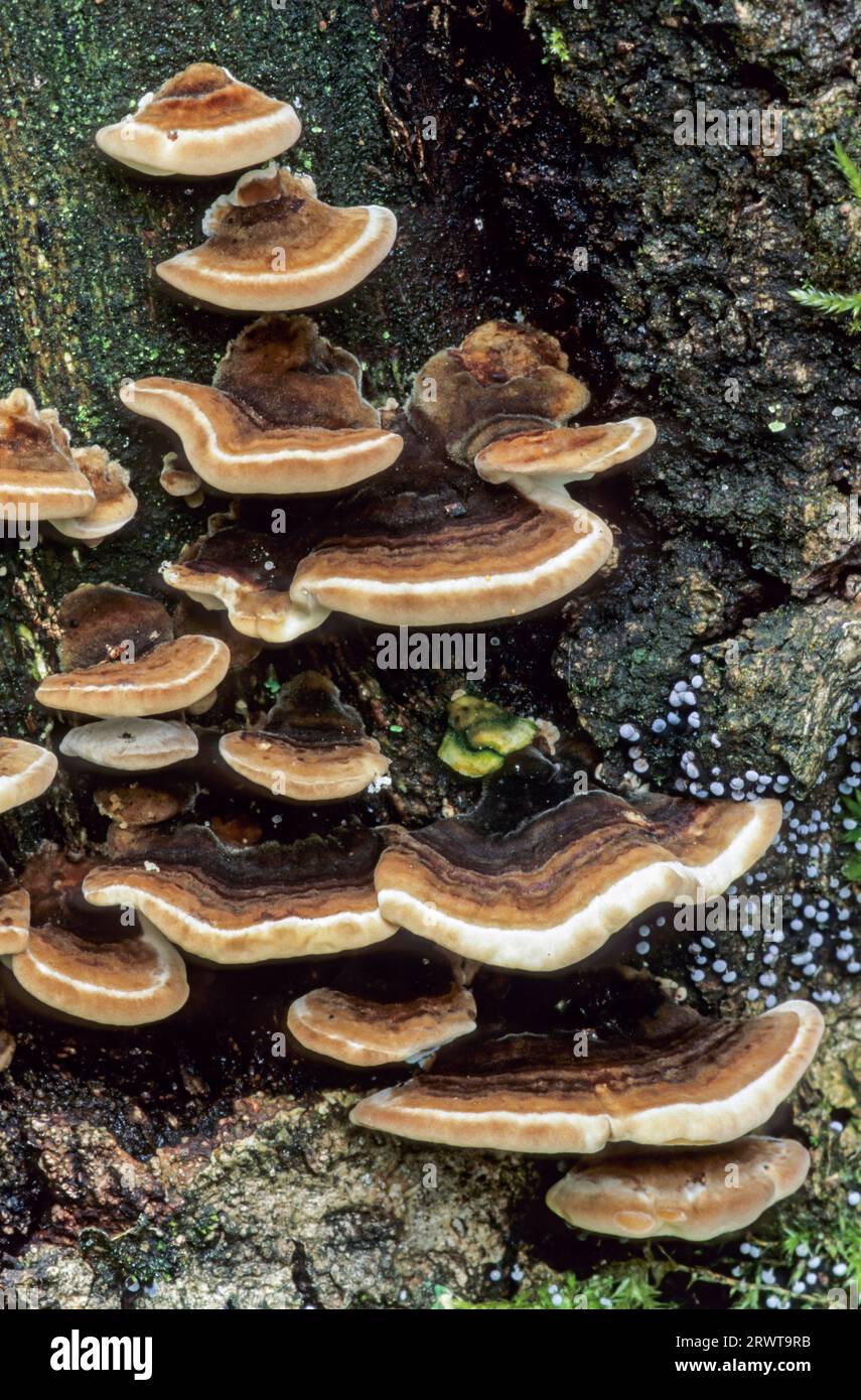 Butterfly Tramete on a tree stump (Bunte Tramete), Turkey Tail on a ...