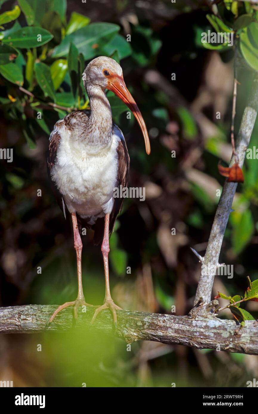 American white ibis (Eudocimus albus) in juvenile plumage rests between ...
