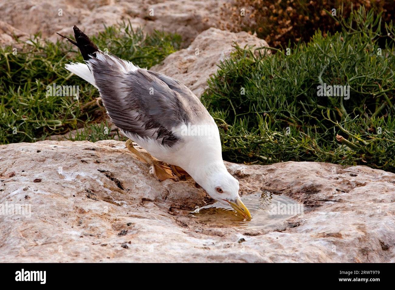 Seevogel hi-res stock photography and images - Alamy