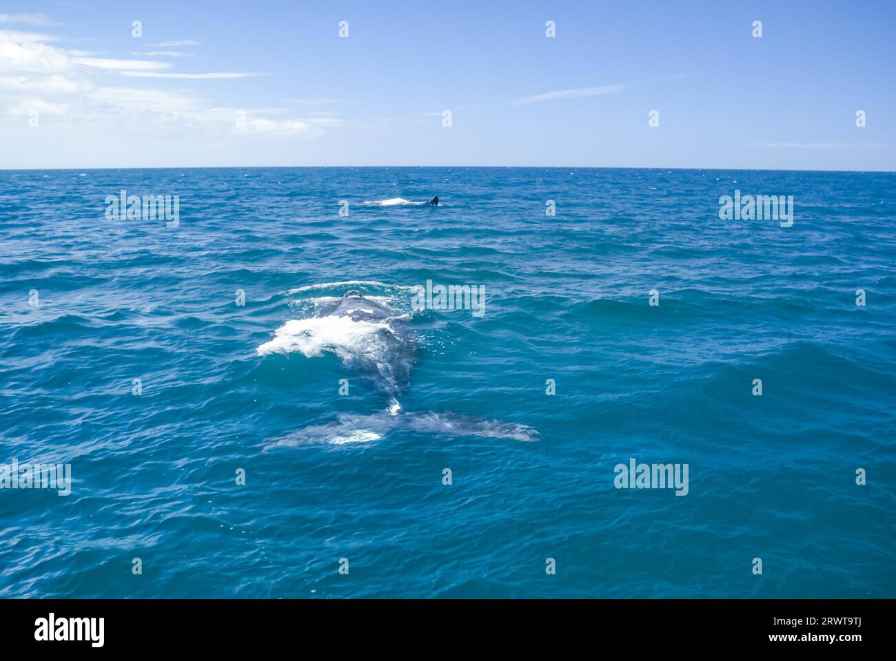 Photo whale in waves hi-res stock photography and images - Alamy