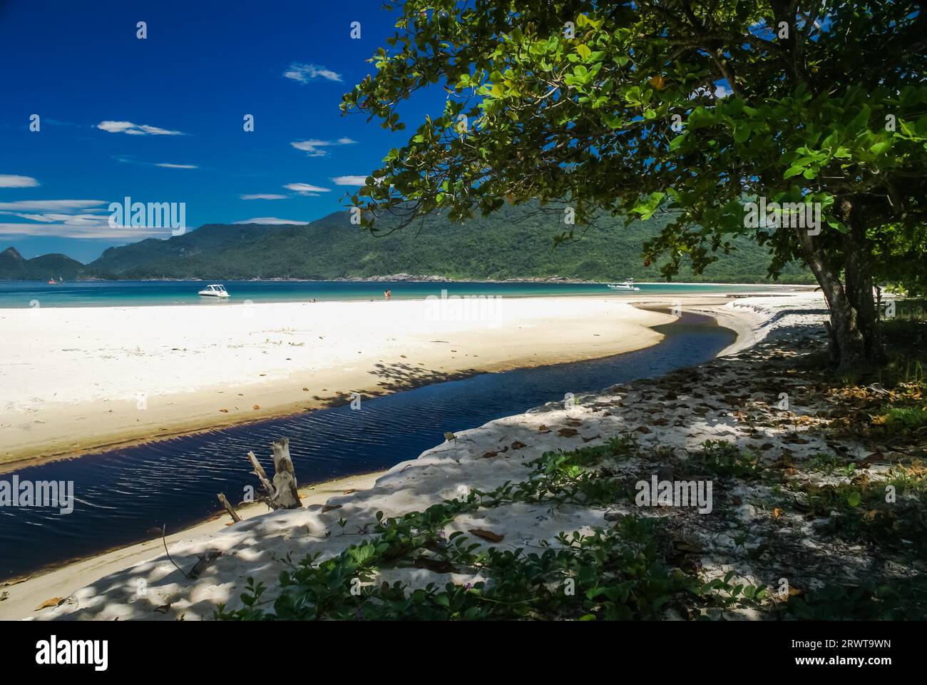 Big tree at the beach hi-res stock photography and images - Alamy