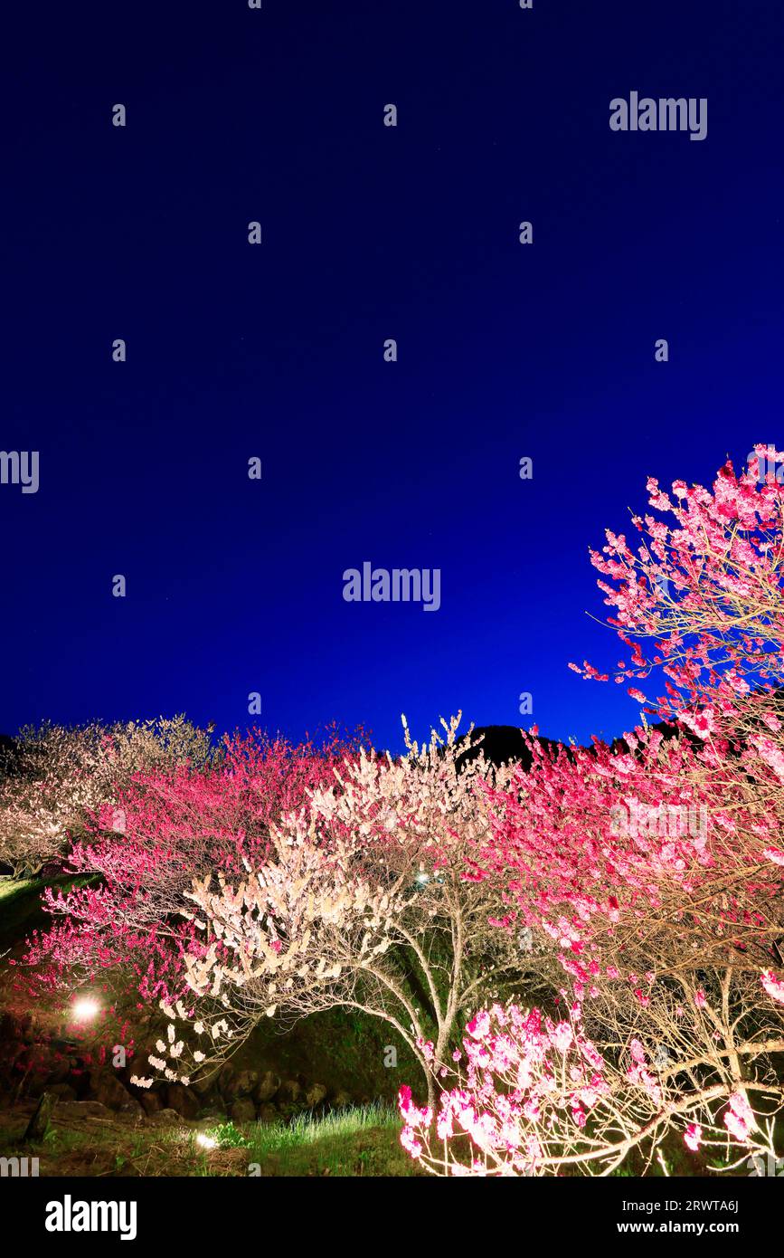 Lights up in Hanamomo no Sato Stock Photo - Alamy