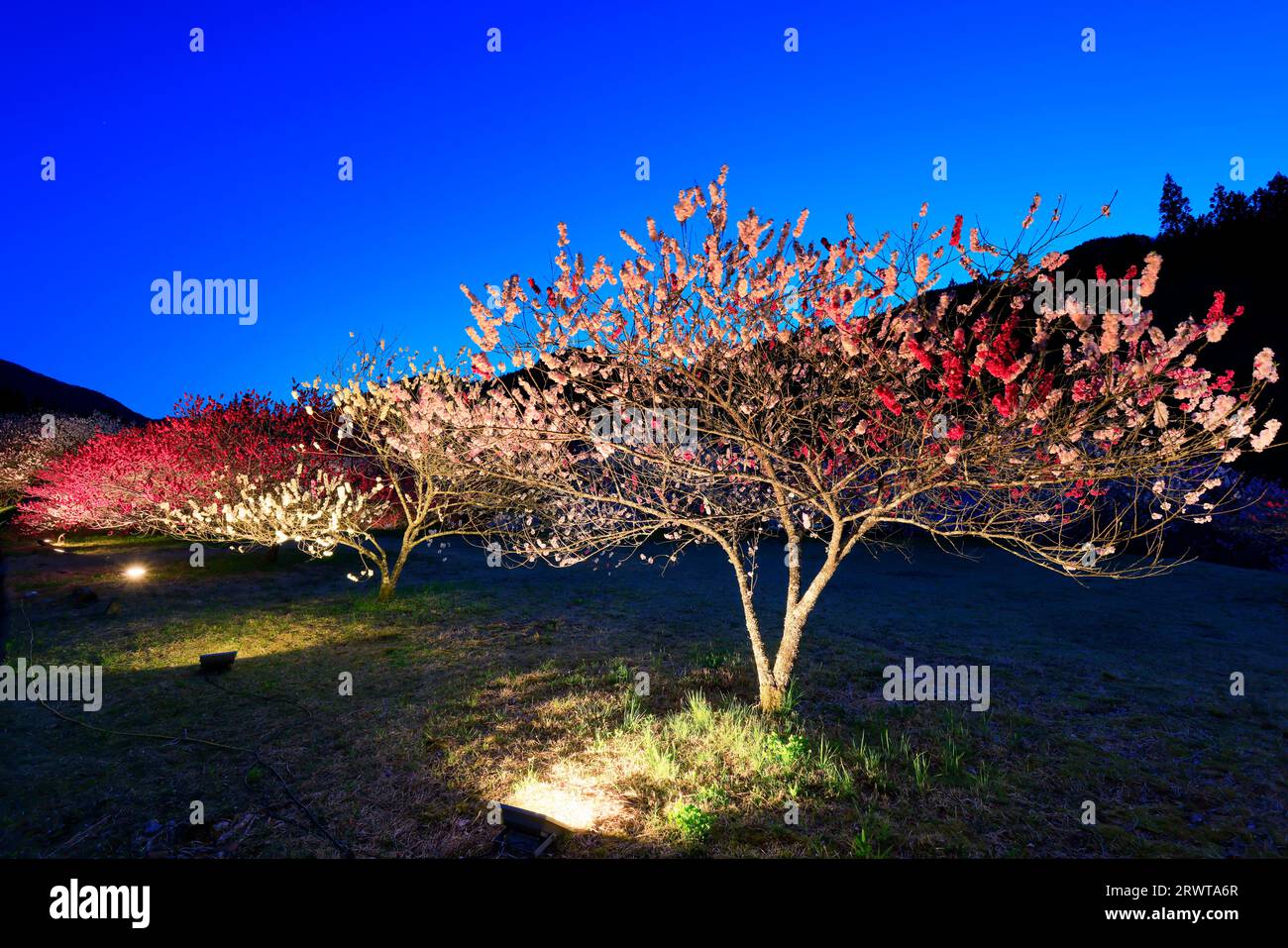 Lights up in Hanamomo no Sato,Evening view Stock Photo - Alamy