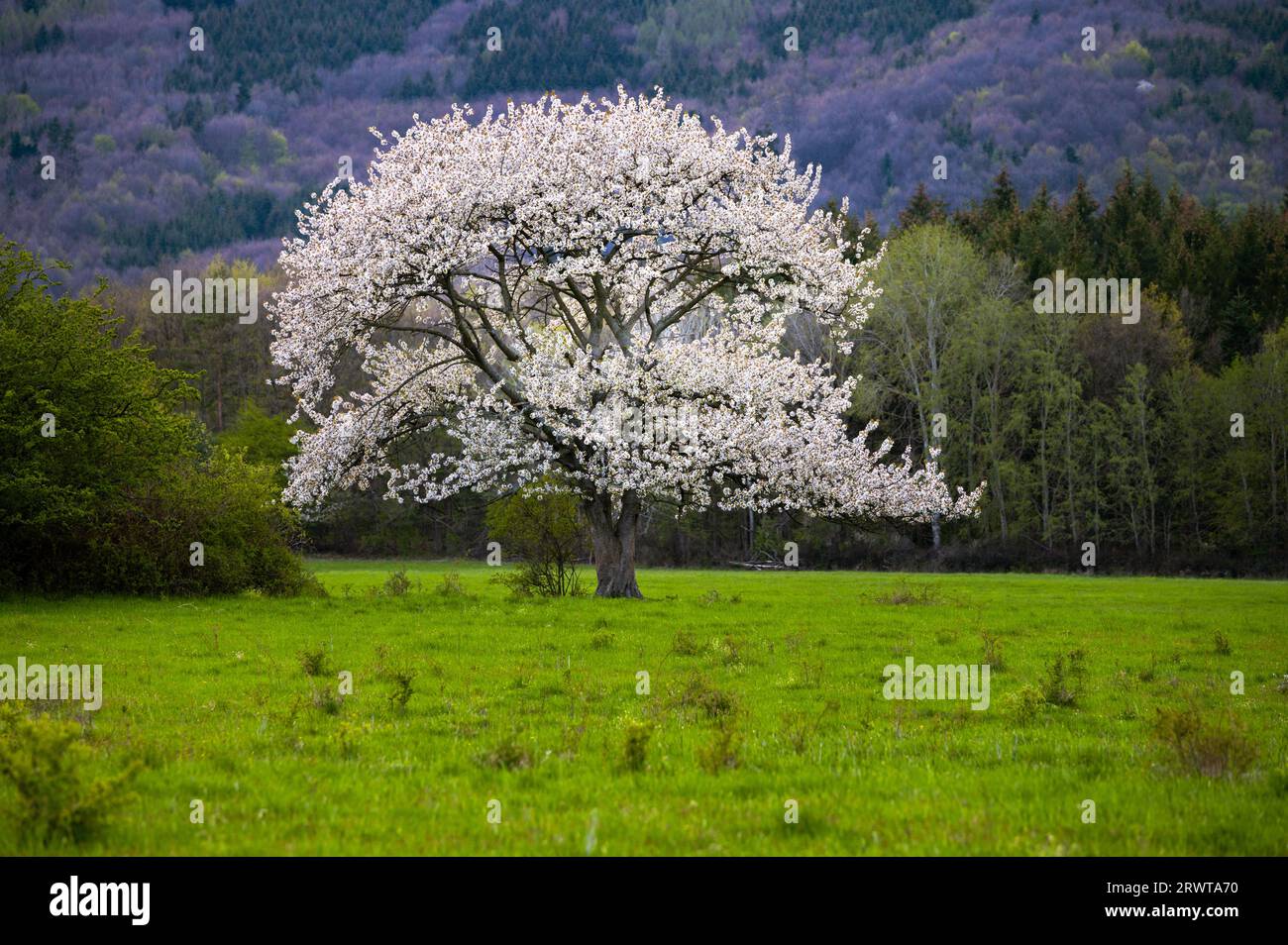 Beautiful white sakura blossoms dancing hi-res stock photography and ...