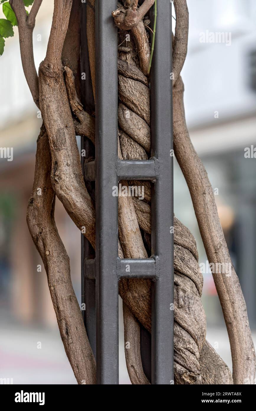 Golden rain (Laburnum anagyroides), bean tree, golden rush, yellow ...