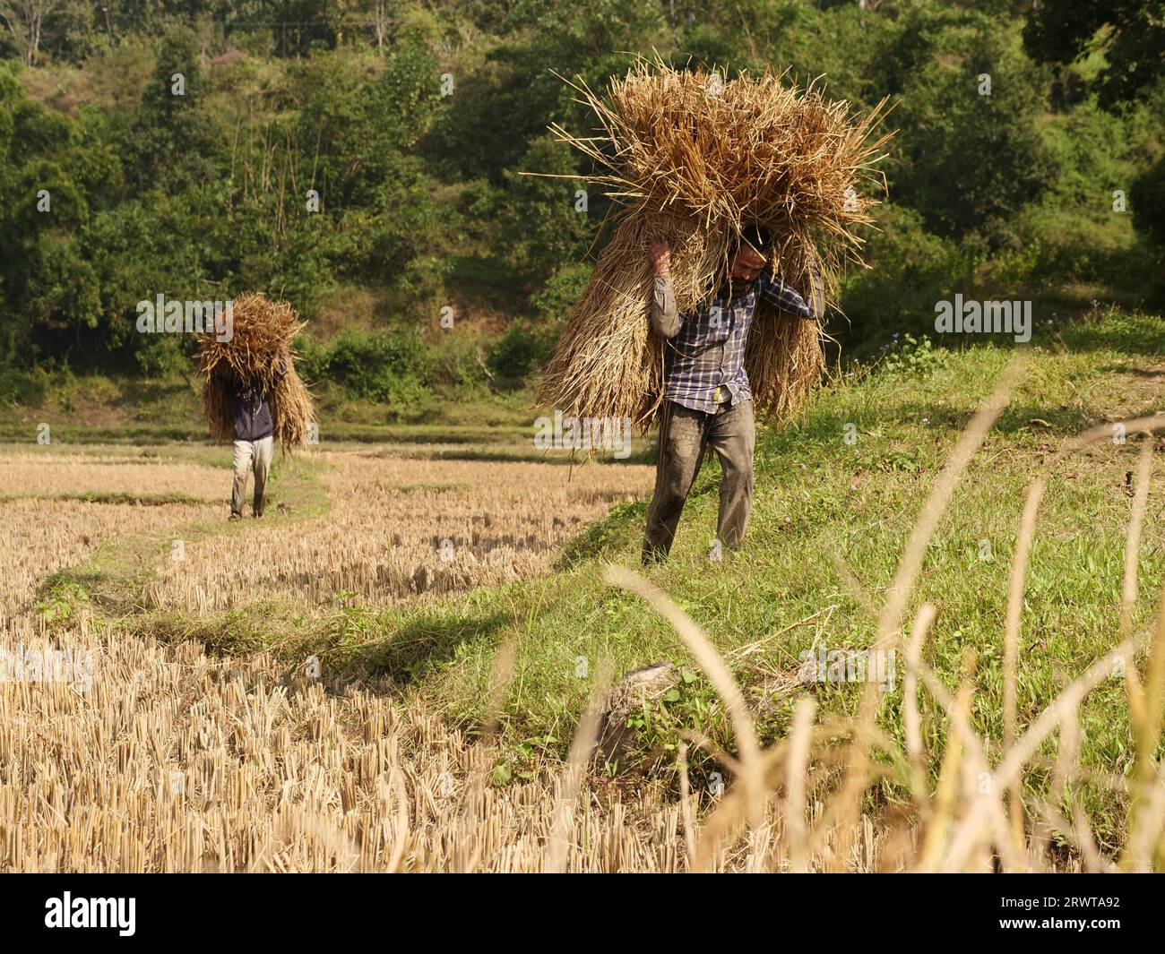 Two men carrying rice bundles in the rice field, harvesting rice in the ...