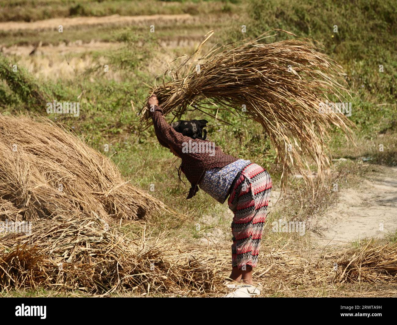 Woman in traditional dress threshing rice bundles in front of rice field, rice harvest in Begnas ...