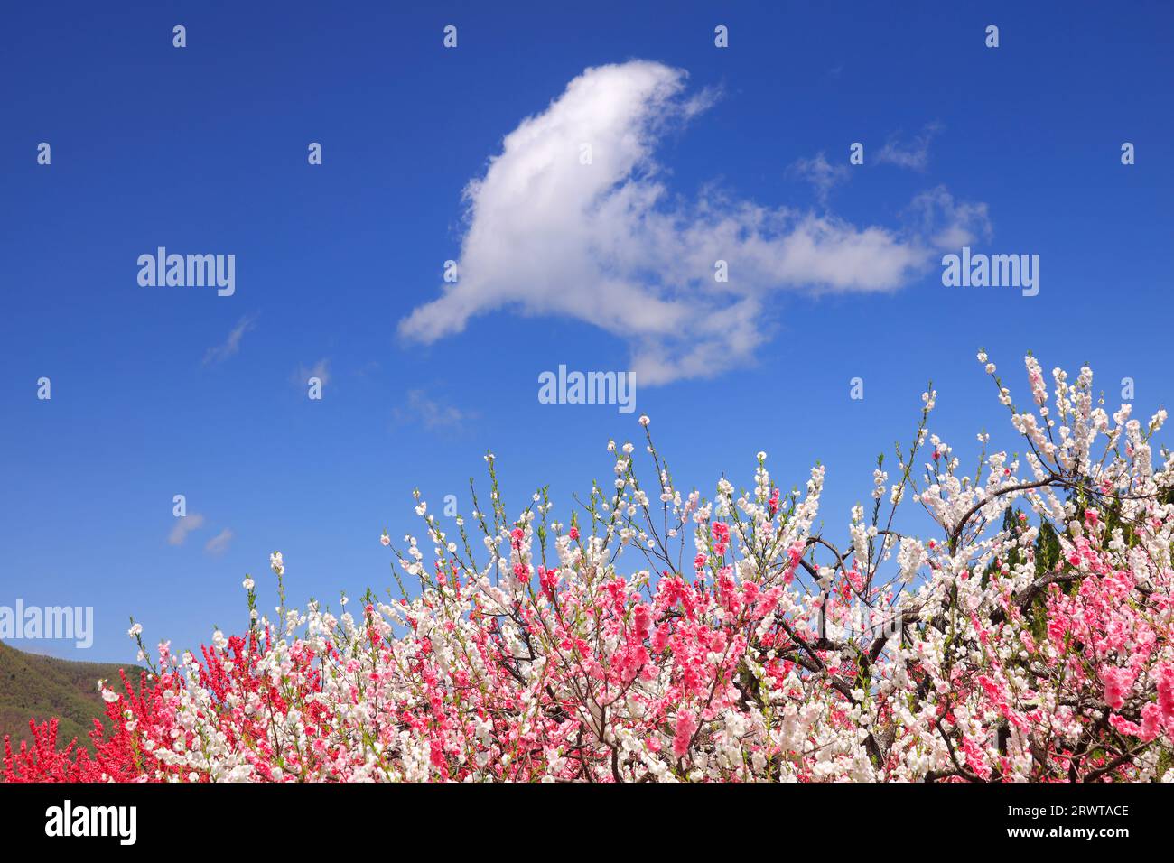 Bird shaped cloud hi-res stock photography and images - Alamy
