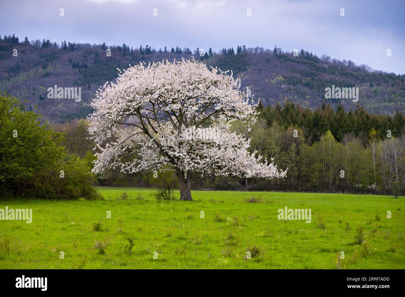 Nature's Elegance: A Stunning White Cherry Blossom Canopy in Spring ...