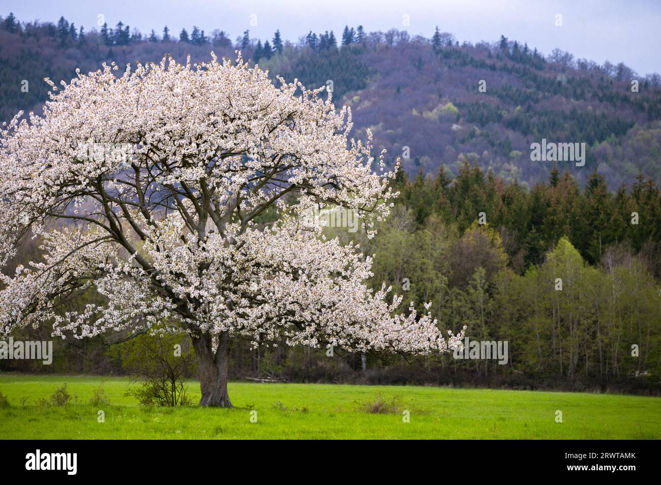 Cherry Blossom Dreams: Embracing the Serenity of Spring Stock Photo - Alamy