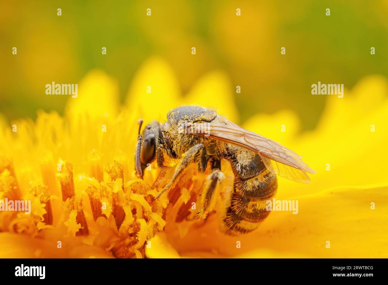 Bees collect nectar from chrysanthemum flowers Stock Photo - Alamy
