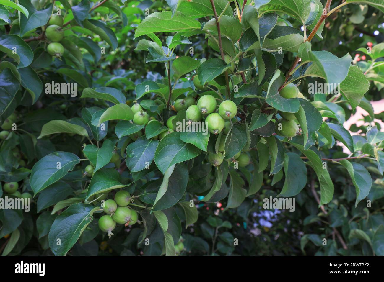 Begonia fruit hi-res stock photography and images - Alamy