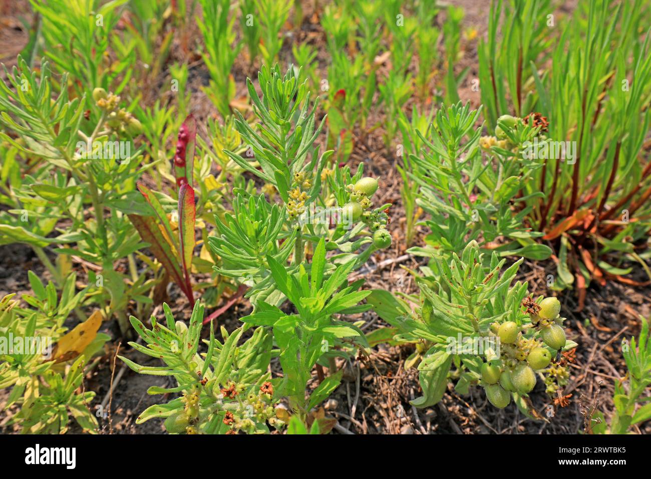 Wild Halophytes in natural environment, North China Stock Photo - Alamy