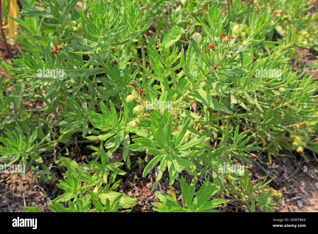 Halophytes hi-res stock photography and images - Alamy
