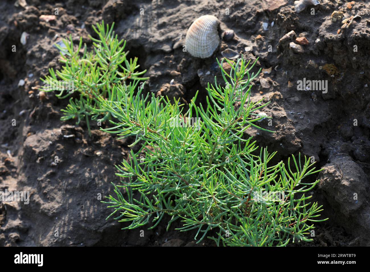 Alkali weeds hi-res stock photography and images - Alamy