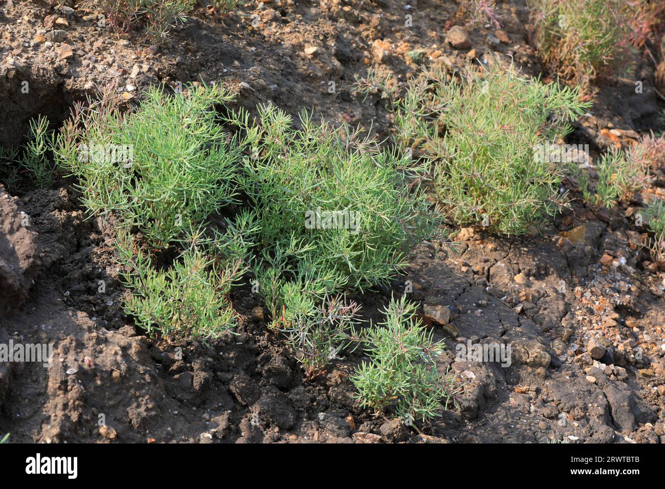Halophytes hi-res stock photography and images - Alamy
