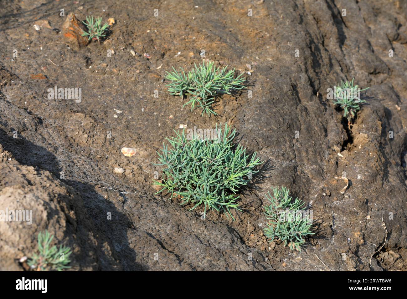 Wild Halophytes in natural environment, North China Stock Photo - Alamy