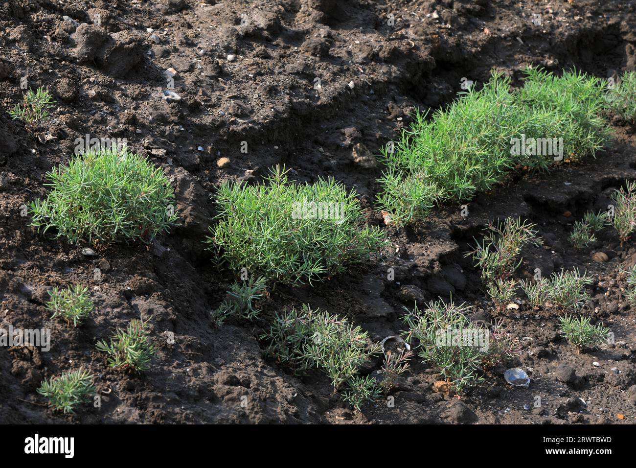 Wild Halophytes in natural environment, North China Stock Photo - Alamy
