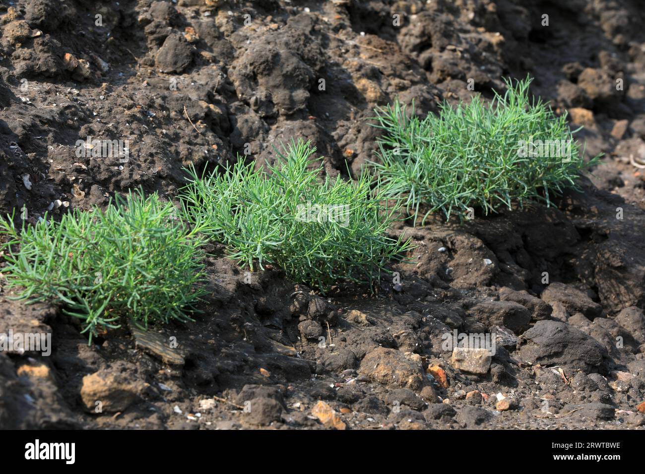 Wild Halophytes in natural environment, North China Stock Photo - Alamy