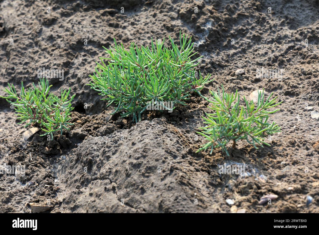 Wild Halophytes in natural environment, North China Stock Photo - Alamy