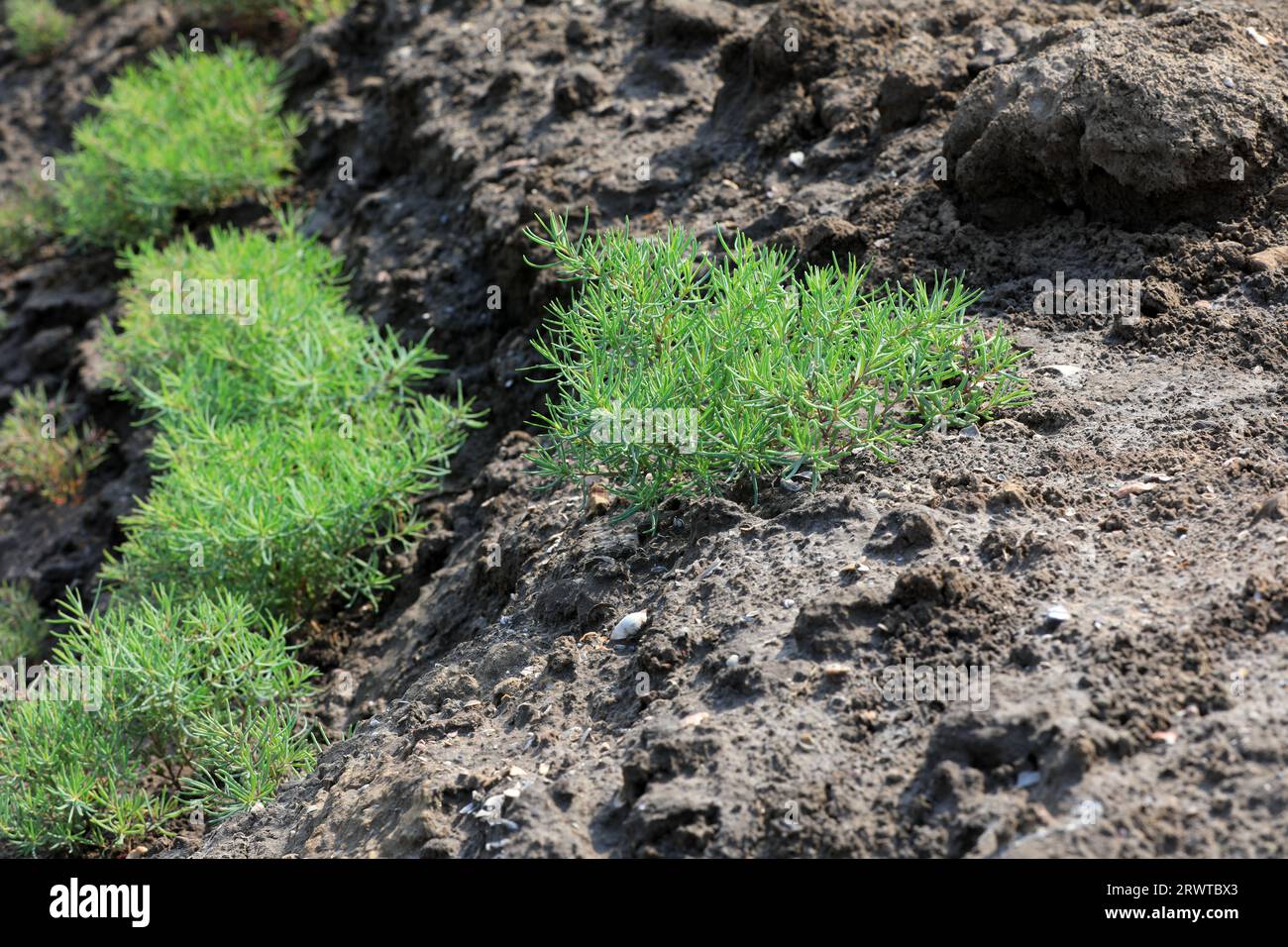 Wild Halophytes in natural environment, North China Stock Photo - Alamy