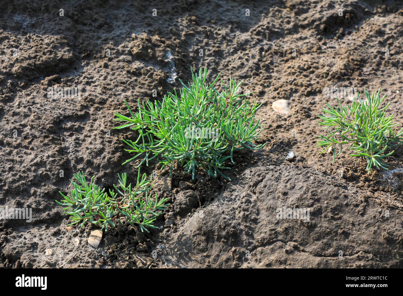 Halophytes hi-res stock photography and images - Alamy