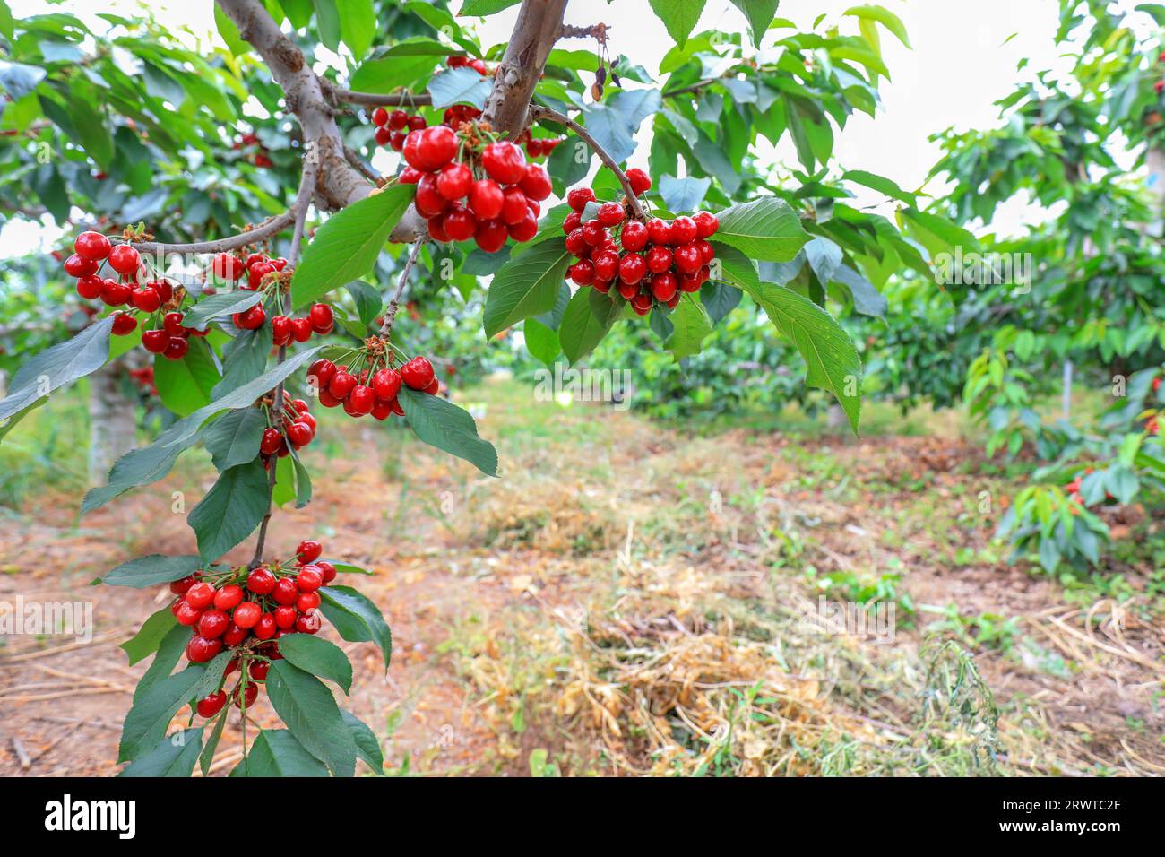 Big cherry hi-res stock photography and images - Alamy