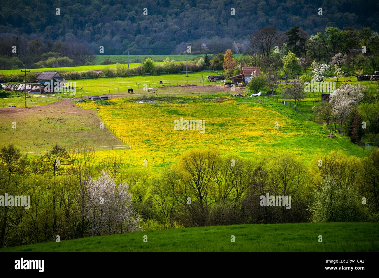 Blooming Beauty: Captivating Springtime Village Scenery Stock Photo - Alamy