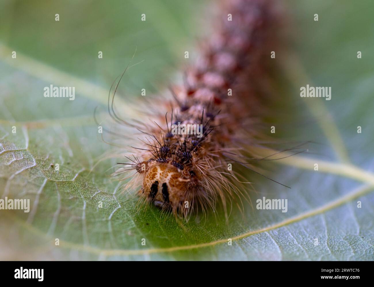 close up of oak processionary moth caterpillar on a plant Stock Photo ...