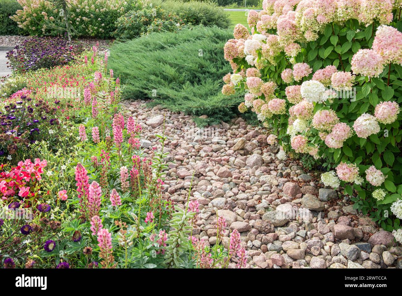 Hydrangea paniculata and conifer. Beautiful Garden path made of natural ...