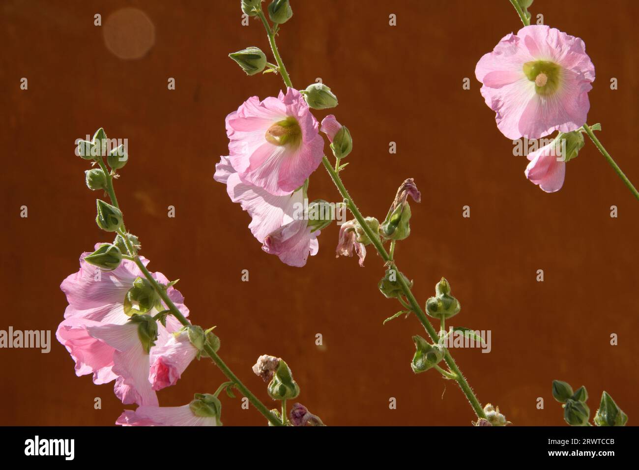 Alcea rosea, Hollyhock, plants, in sunlight, landscape orientation ...