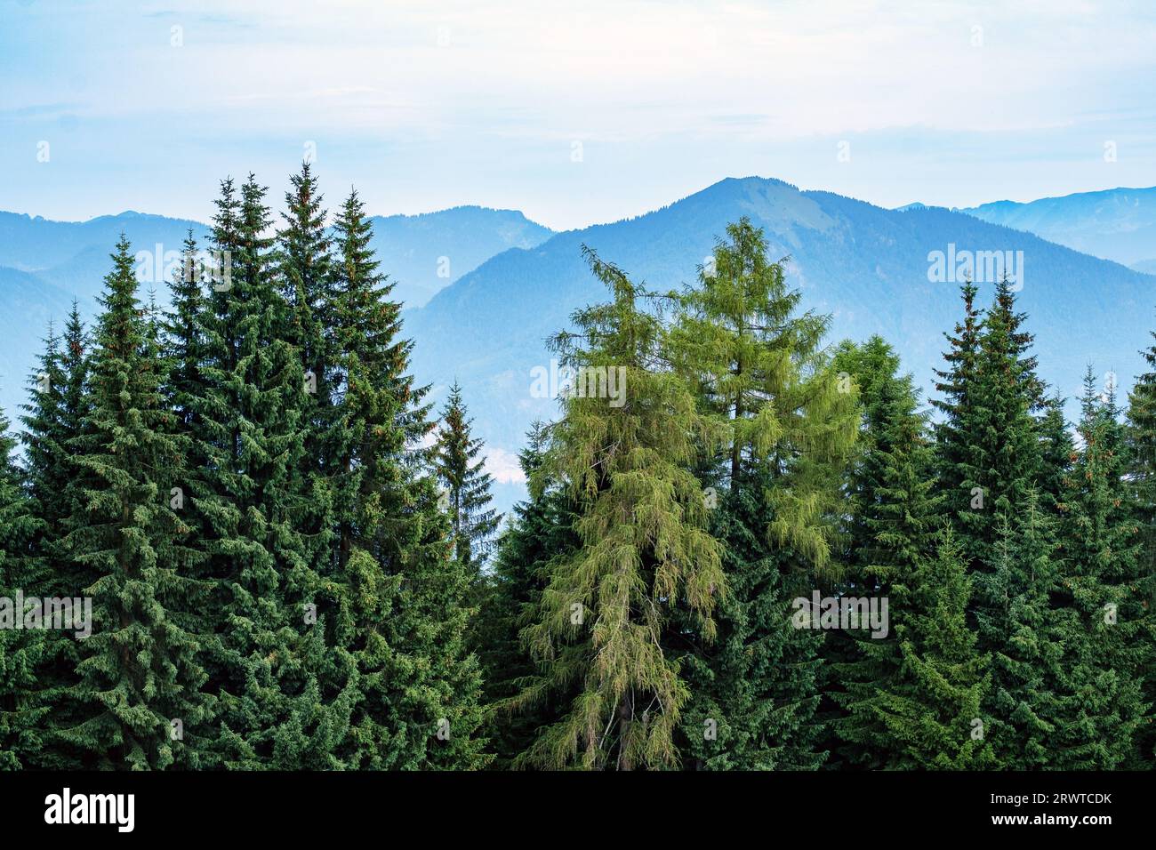 Tall trees with background of mountains in the Kitzbühel Alps, Tyrol ...