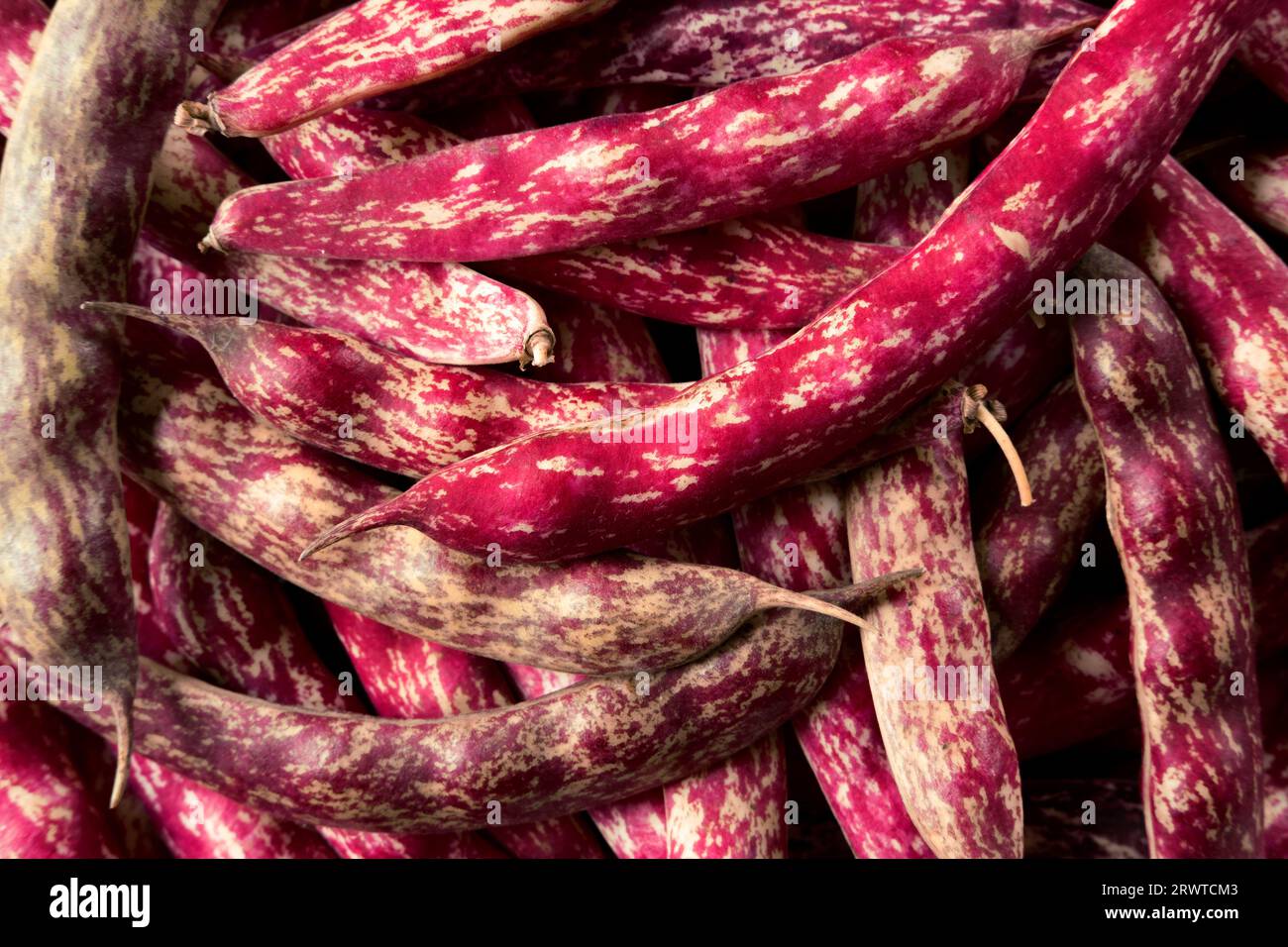 Cranberry beans. Fresh Organic Borlotti bean pods. Stylish modern food ...