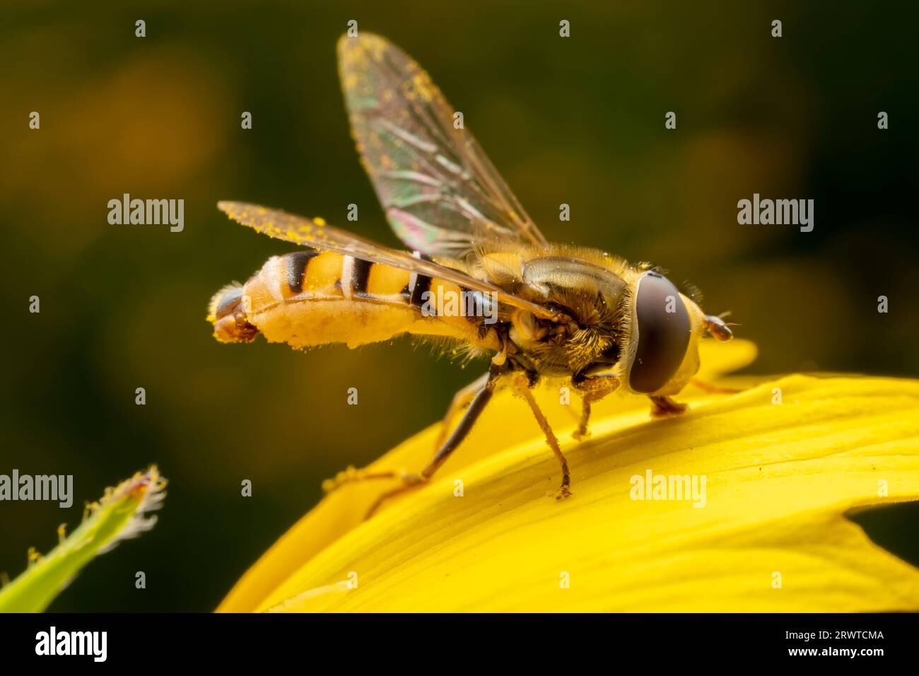 syrphid parasitized by Beauveria bassiana Stock Photo - Alamy