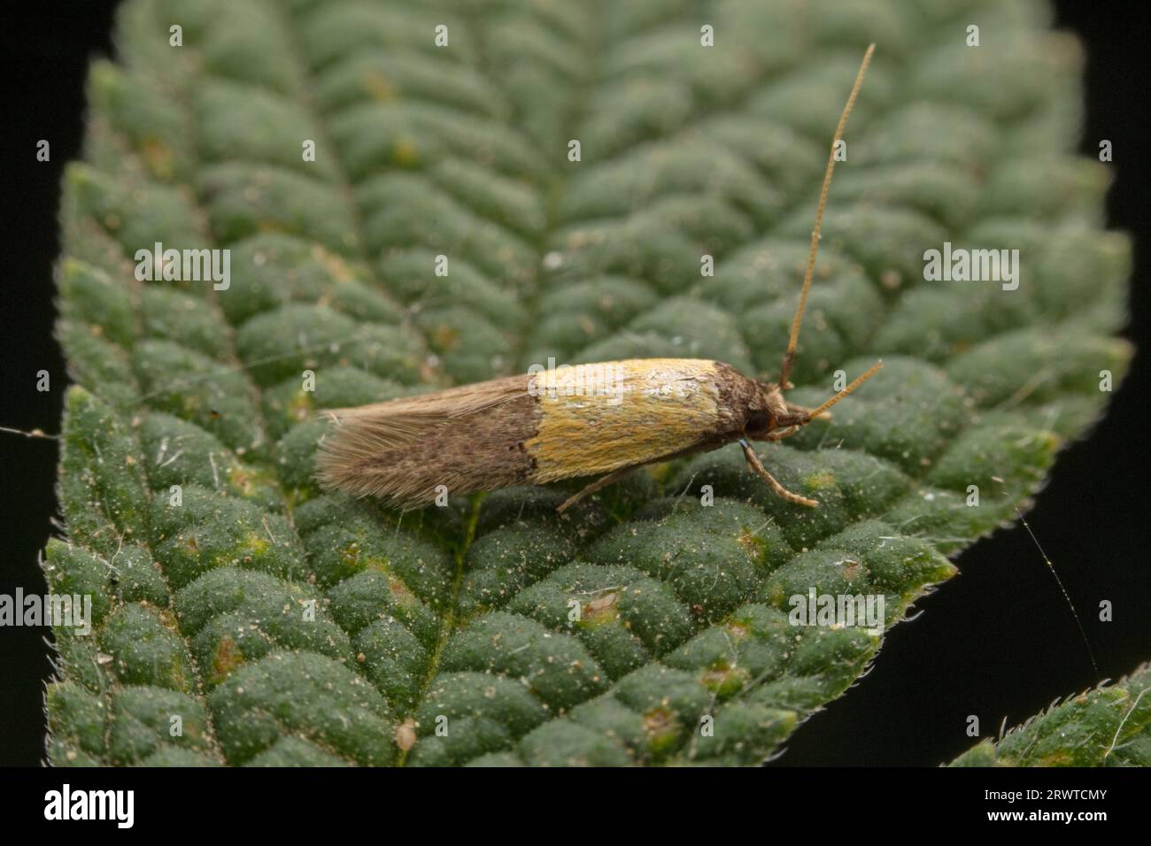 Tineoid moths hi-res stock photography and images - Alamy