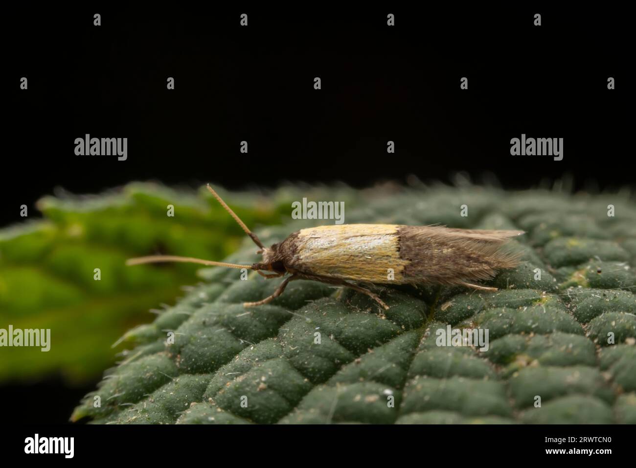 Tineoid moths hi-res stock photography and images - Alamy
