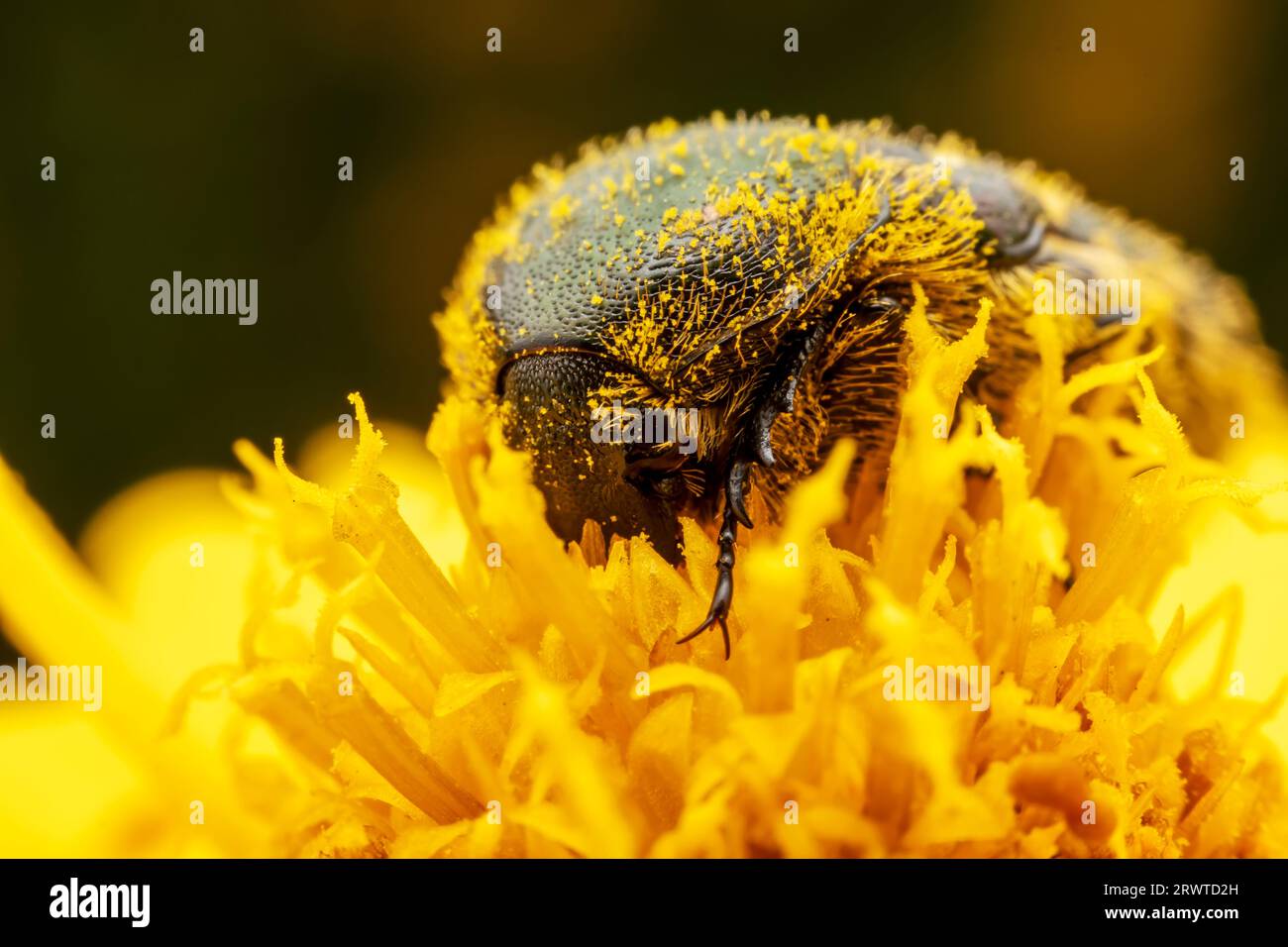 Oxycetonia jucunda faldermann hi-res stock photography and images - Alamy