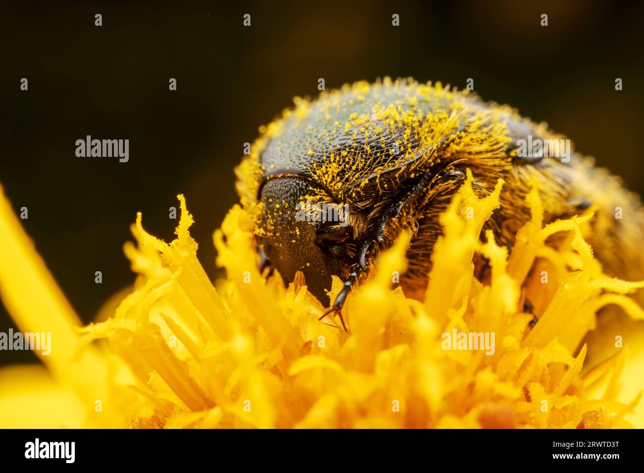 Oxycetonia jucunda faldermann hi-res stock photography and images - Alamy