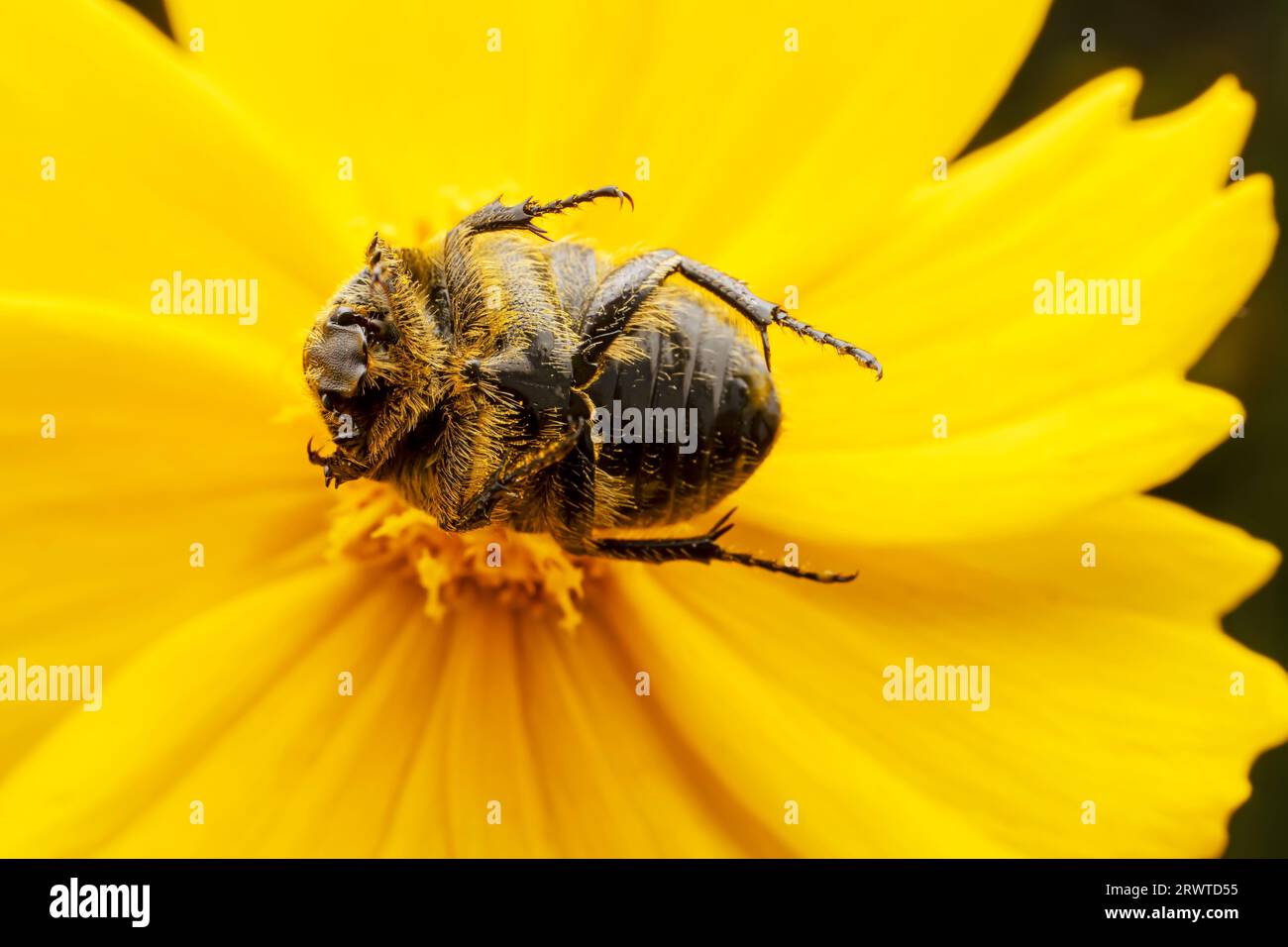 Oxycetonia jucunda faldermann hi-res stock photography and images - Alamy
