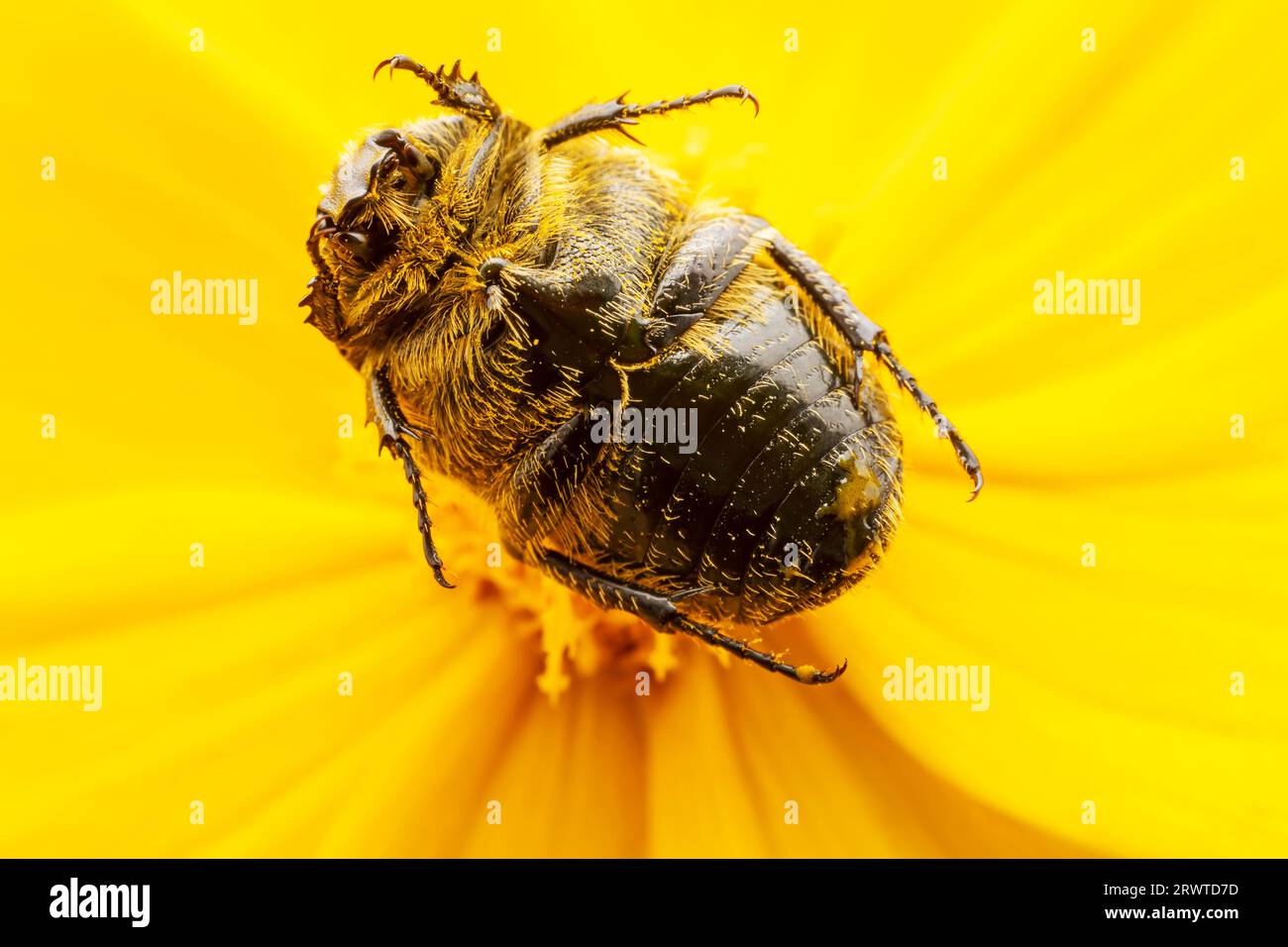 Oxycetonia jucunda faldermann hi-res stock photography and images - Alamy