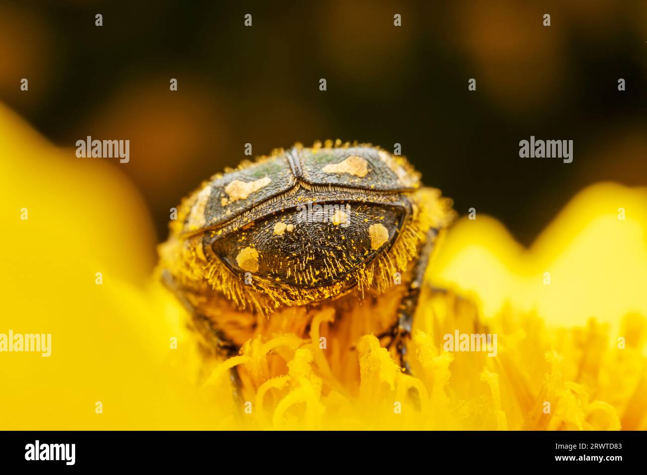 Oxycetonia jucunda Faldermann sucks nectar on yellow flowers Stock ...