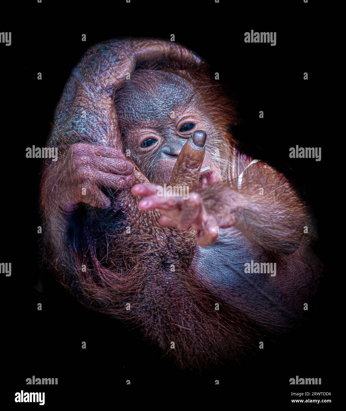 The baby fits in the palm of mums hand BLACKPOOL ZOO, ENGLAND ADORABLE ...