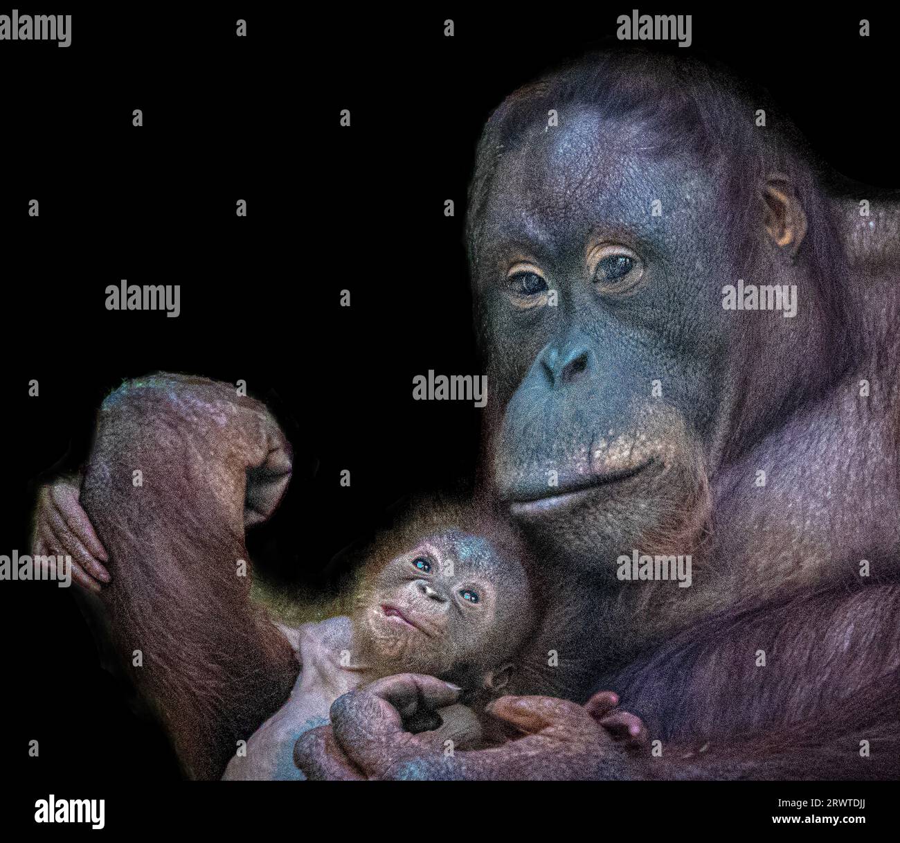 The baby orangutan hasn't quite mastered jumping BLACKPOOL ZOO, ENGLAND ...